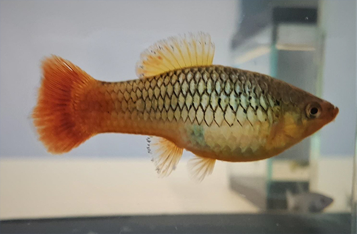 Bradford & District Aquarists’ Society end the YAAS Season - Practical ...