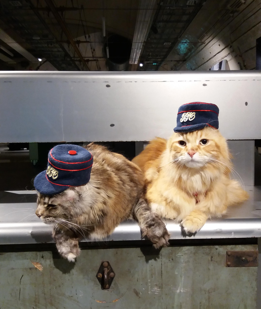 The Postal Museum celebrates 150th anniversary of Post Office cats ...