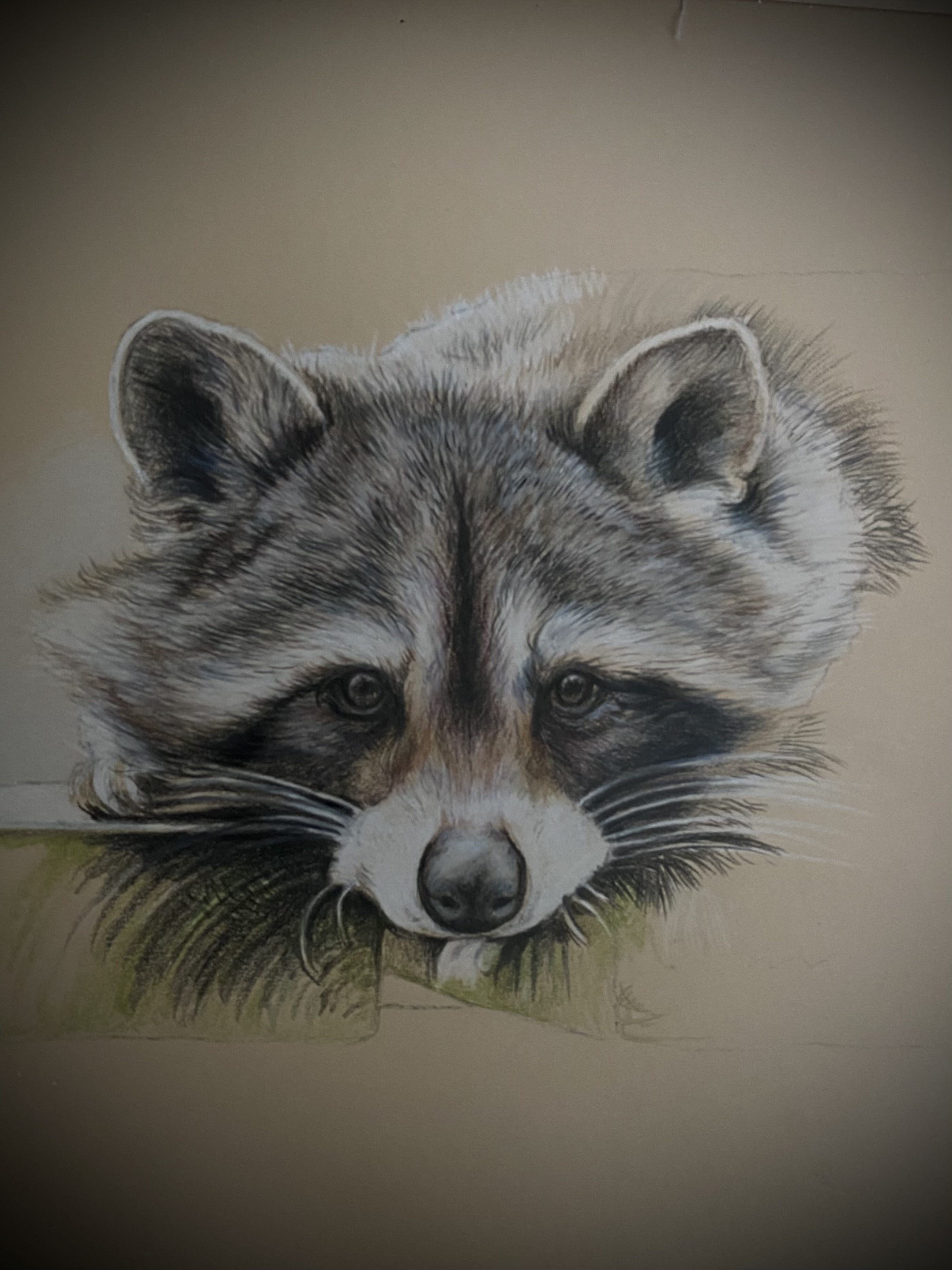 Archer the raccoon by Donna Terry