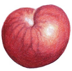 How to Draw Fruit with Coloured Pencils