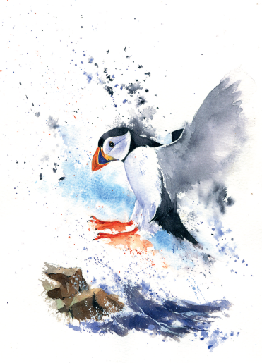 How to Paint a Puffin in Watercolour with Rachel McNaughton