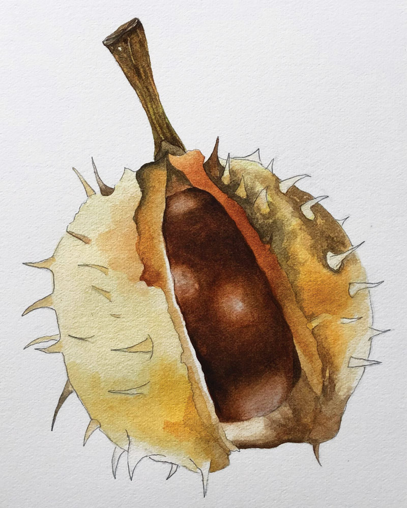 How to paint a conker in watercolour