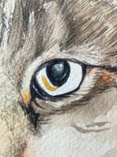 How to paint a watercolour pet portrait