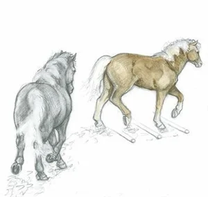 How to Draw Horses with Eva Dutton