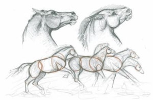 How to Draw Horses with Eva Dutton