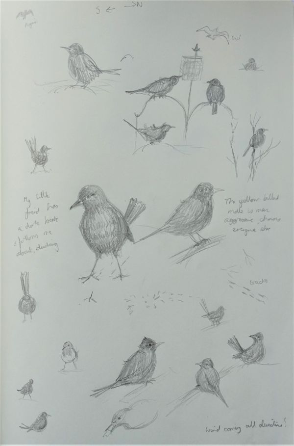 Twenty top tips for sketching birds