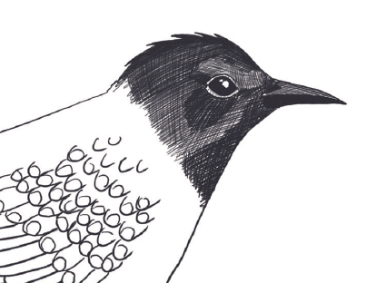 How to Draw a Starling with Michelle Campbell