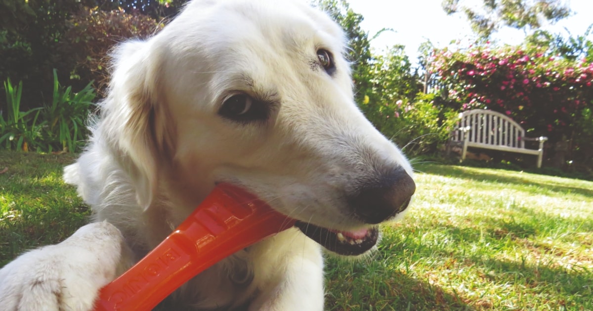 First Look: BIONIC dog toys - Pet Product Marketing