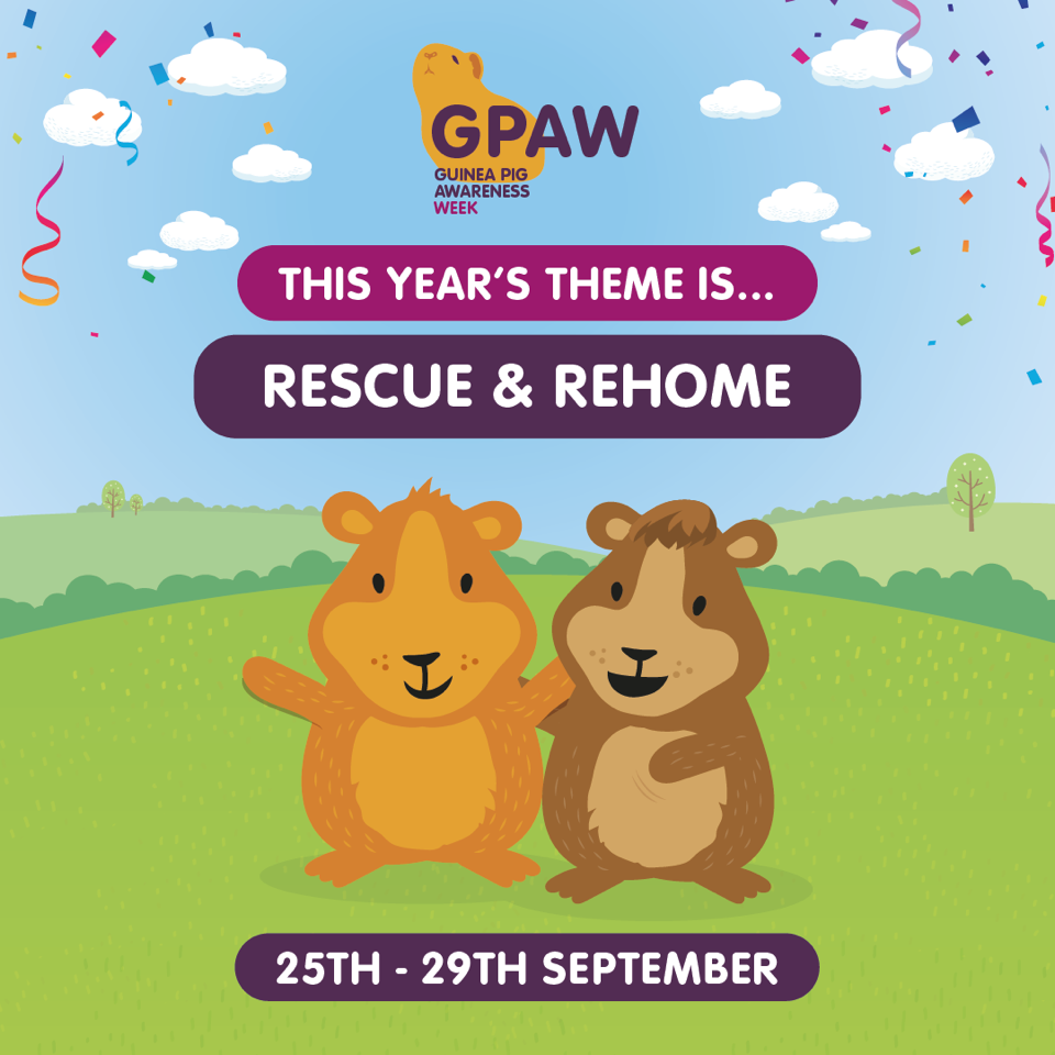 Guinea Pig Awareness Week returns! - Pet Product Marketing