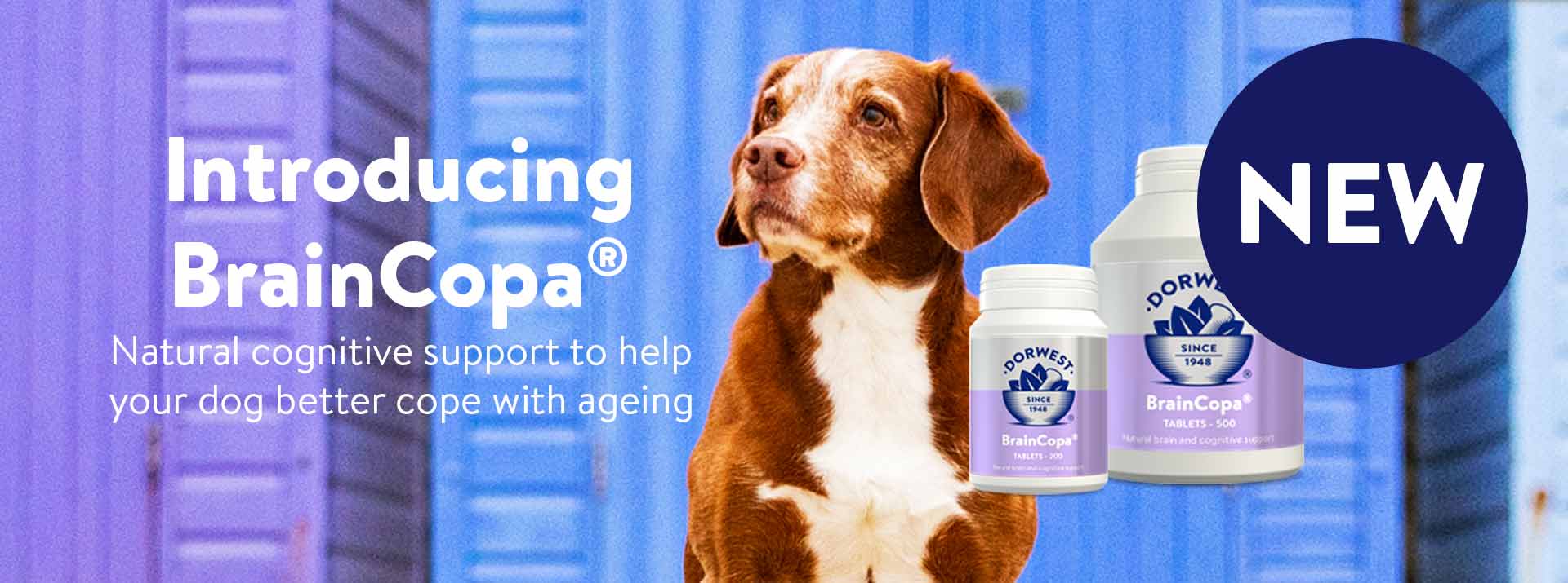 Dorwest Herbs launch cognitive supplement for cats and dogs - Pet ...