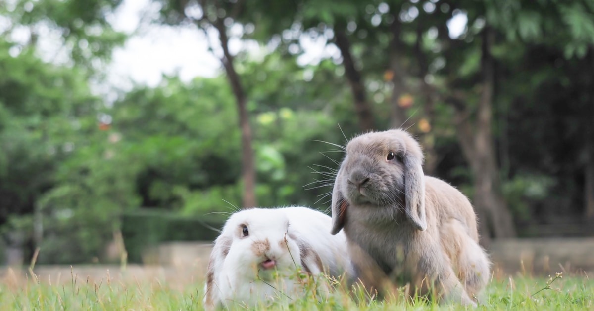 WHM Pet Group contributes to new European Rabbit feeding Guide - Pet ...