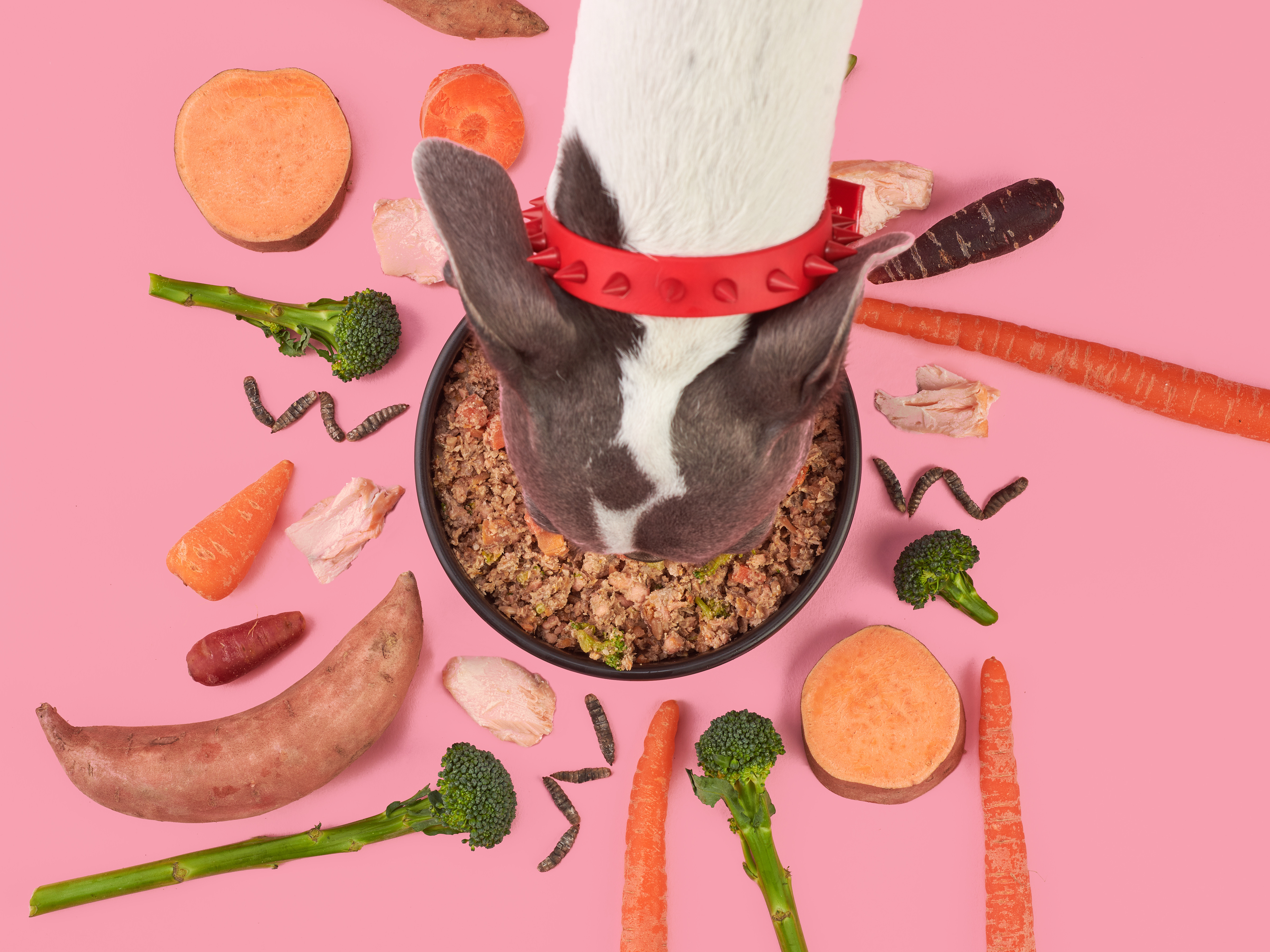 Tuggs launches insect-based pet food pouches - Pet Product Marketing