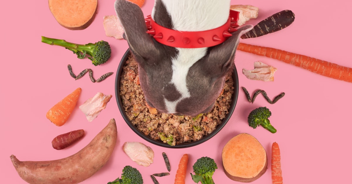 Tuggs launches insect-based pet food pouches - Pet Product Marketing