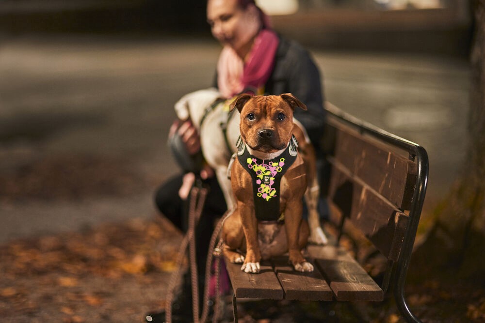 Hurtta Autumn/Winter 2022 range launches at Pedigree Wholesale - Pet ...