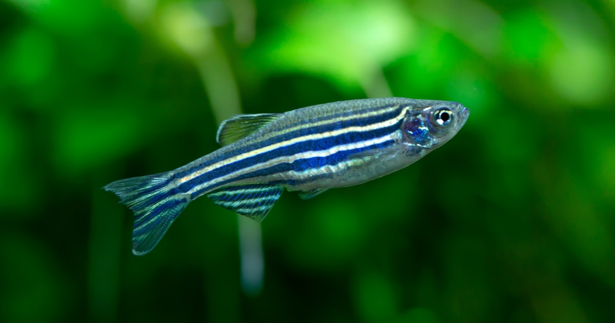 OATA hits out at ‘so-called’ consultation over SVS change status - Pet ...