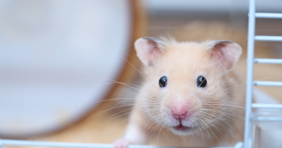 Hamster health insights - Pet Product Marketing