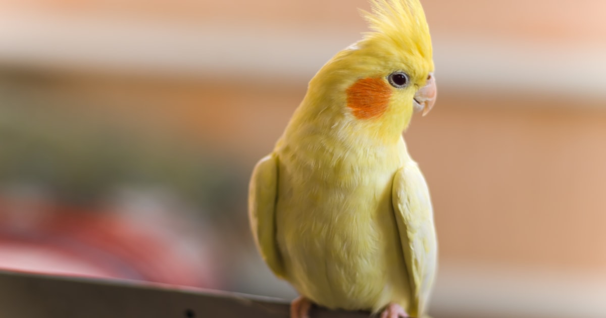 UK's biggest show for parrot owners is back! - Pet Product Marketing