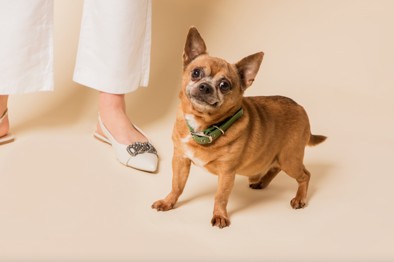 Skylos Collective launches sustainable dog accessory range - Pet Product Marketing