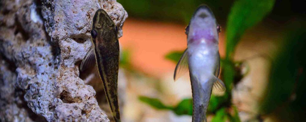 Utopia Aquatics & Paws - Practical Fishkeeping