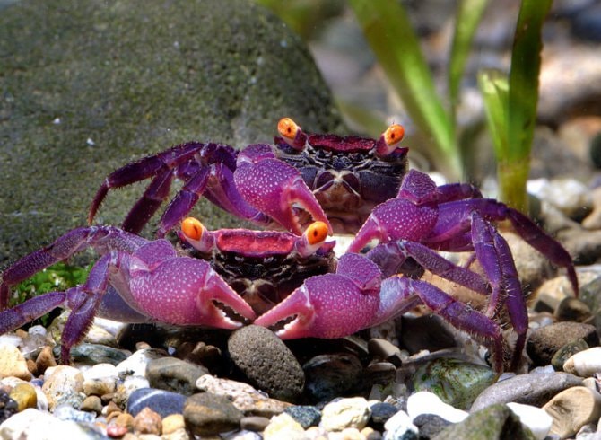 Vampire crab, Geosesarma sp. - Practical Fishkeeping