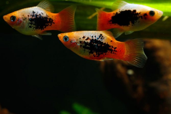 What does fish urine consist of? - Practical Fishkeeping