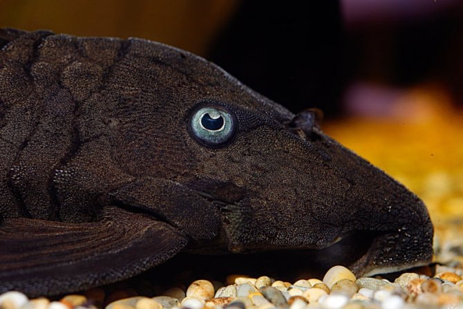 Why are Blue-eyed plecs so uncommon? - Practical Fishkeeping