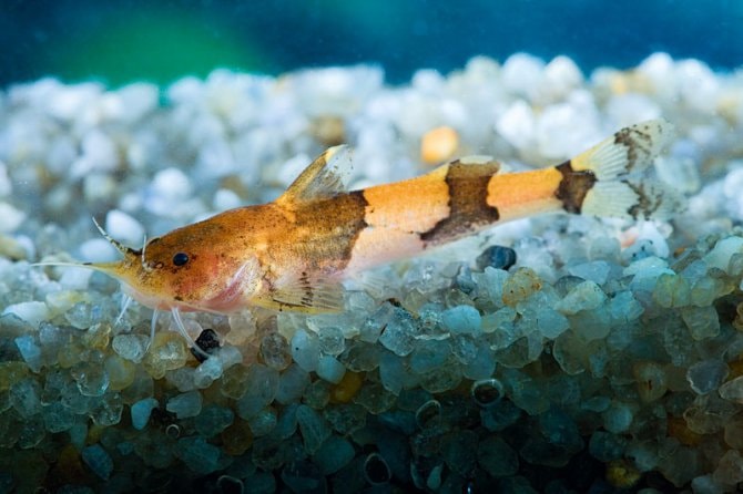 Akysis vespa - Practical Fishkeeping