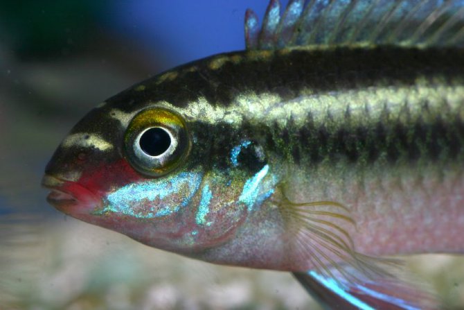 Green kribensis, Pelvicachromis sacrimontis - Practical Fishkeeping