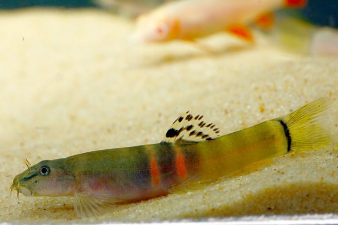 Sumo loach, Schistura cf. balteata - Practical Fishkeeping