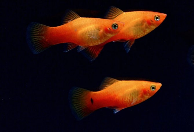 What are the easiest tropical fish for beginners? - Practical Fishkeeping