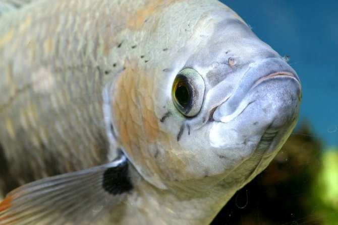Giant red fin gourami, Osphronemus laticlavius - Practical Fishkeeping