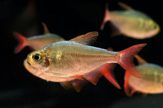 Colombian Redfin tetra, Hyphessobrycon colombianus - Practical Fishkeeping