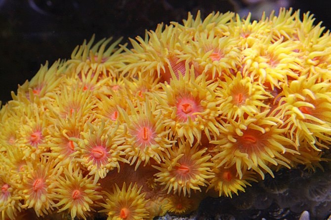 Sun coral, Tubastrea spp. - Practical Fishkeeping