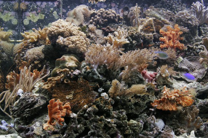 Is coralline algae beneficial? - Practical Fishkeeping