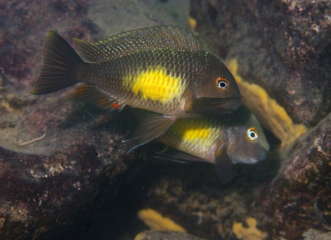 Tropheus - home is where the rocks are - Practical Fishkeeping