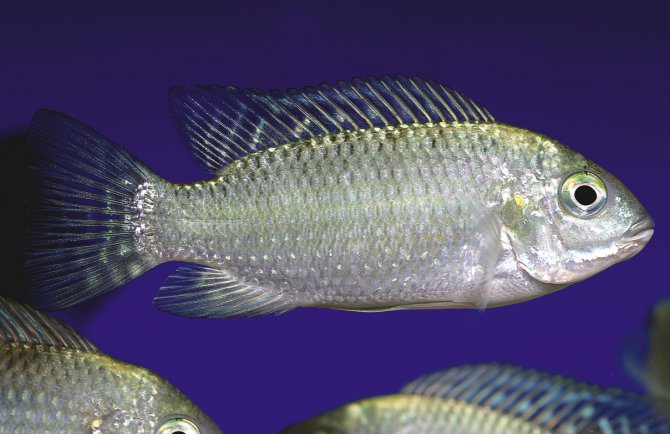 Can moonlight increase my chances of breeding fish? - Practical Fishkeeping