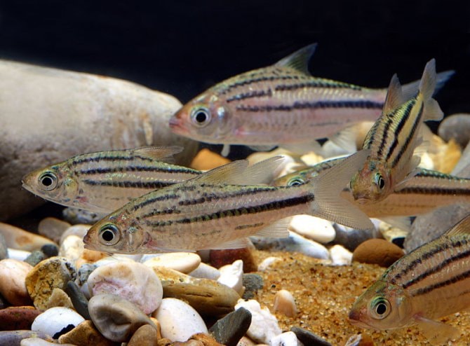 Quick guide to Puntius barbs - Practical Fishkeeping