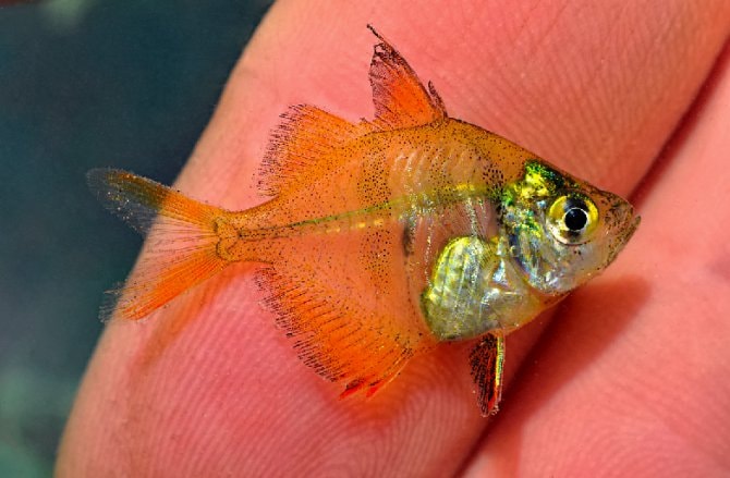 Does the Glassfish, Parambassis ranga, need salt? - Practical Fishkeeping