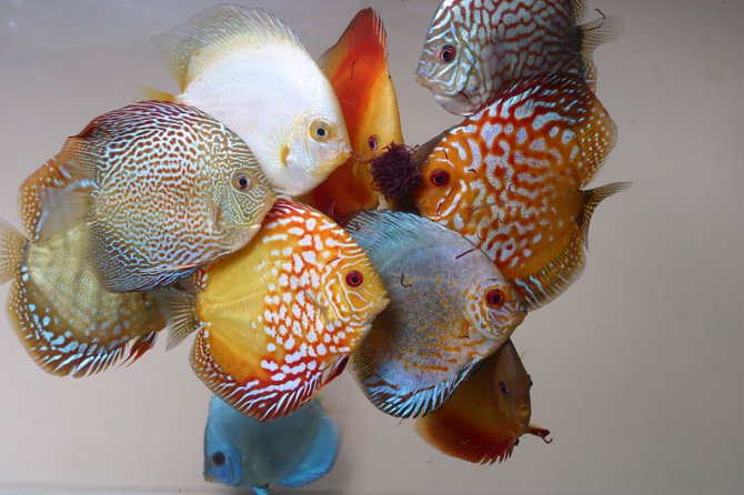 Frequently asked questions on pH - Practical Fishkeeping