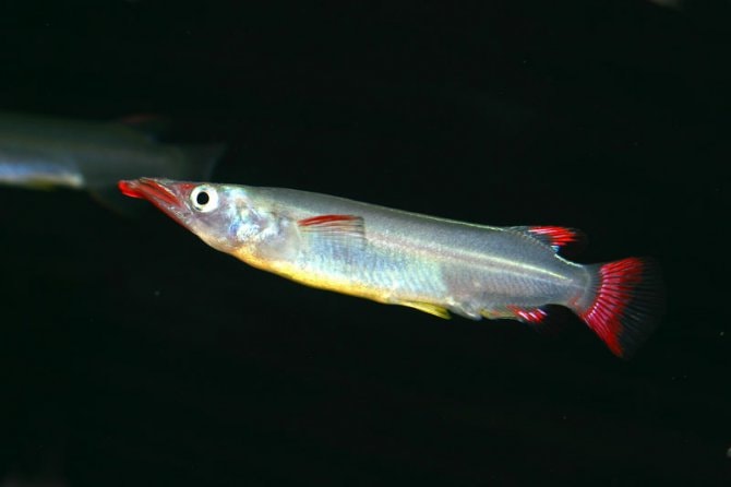 What conditions do halfbeaks need? - Practical Fishkeeping