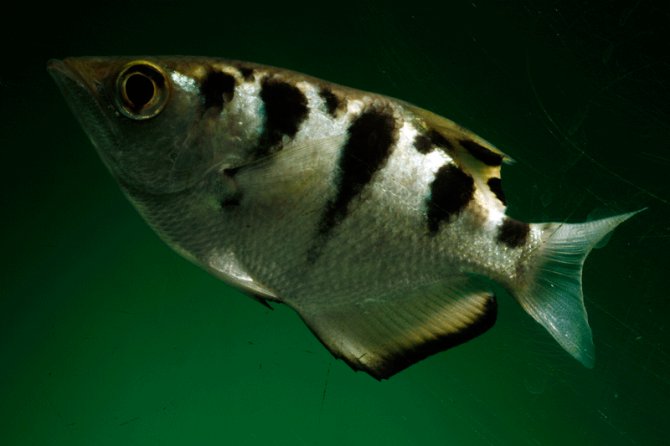 Largescale archer fish, Toxotes chatareus - Practical Fishkeeping