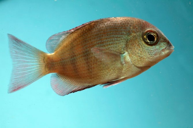 Pinstripe damba, Paretroplus menarambo - Practical Fishkeeping