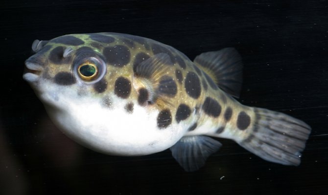 Why are pufferfish poisonous? - Practical Fishkeeping