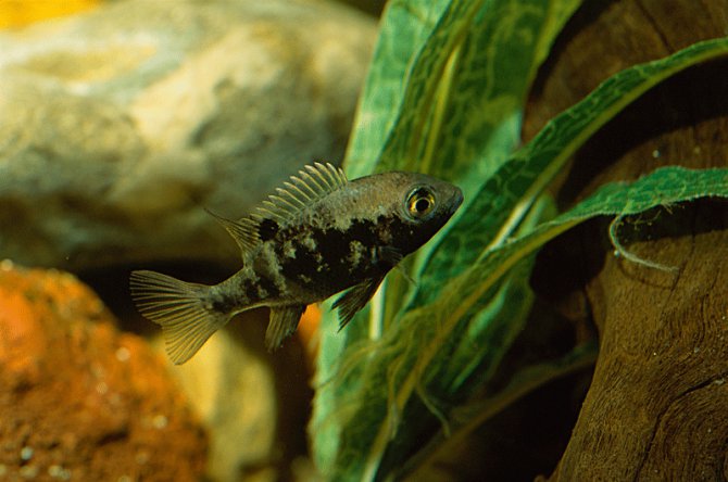 Are captive-bred fish released into the wild? - Practical Fishkeeping