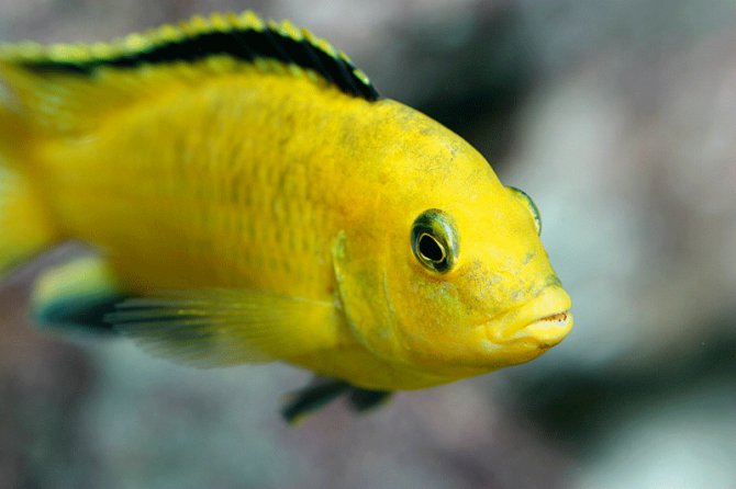 Are there several types of Labidochromis caeruleus? - Practical Fishkeeping