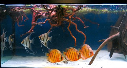 Definitive guide to Discus: part two - Practical Fishkeeping