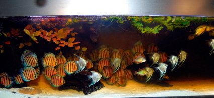 Definitive guide to Discus: part two - Practical Fishkeeping