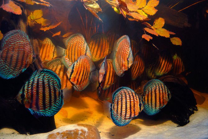 Definitive guide to Discus: part two - Practical Fishkeeping
