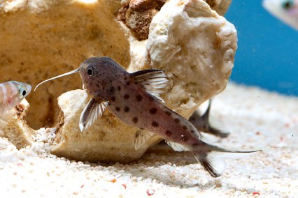 Hybrid synos and how to avoid them - Practical Fishkeeping