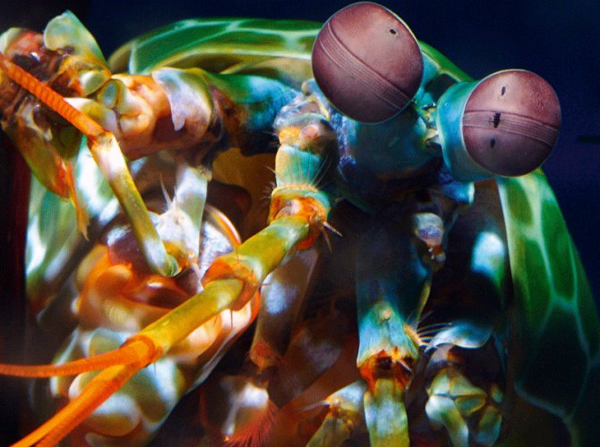 Mantis shrimps: Ultimate assassins - Practical Fishkeeping